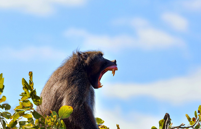 Baboons and the destructive force of hierarchy | Management 3.0