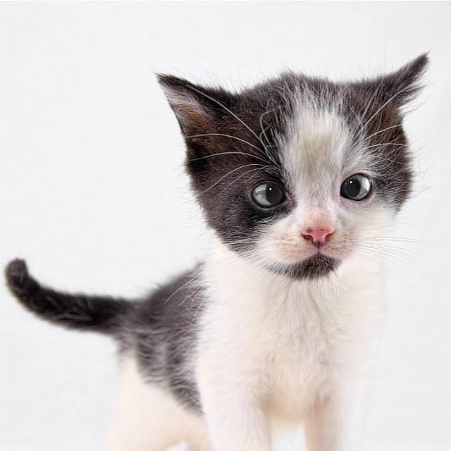 The All-Hands Meeting (or… Zoo Time!) | Management 3.0